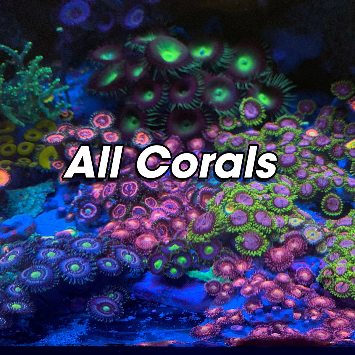 All Corals – PV Reefs