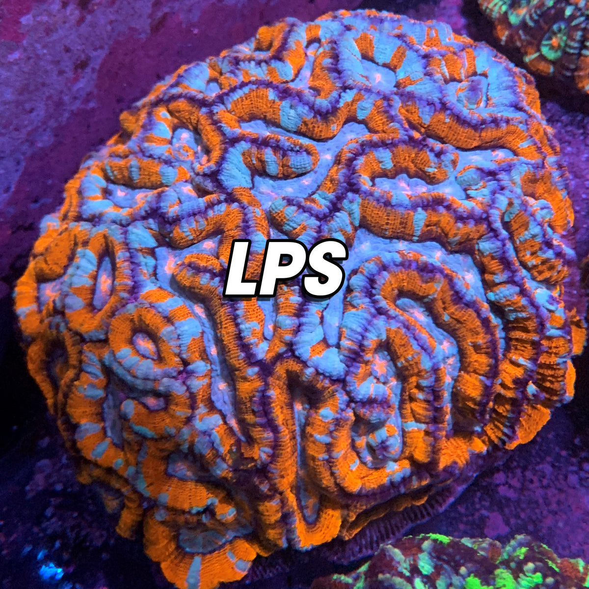 LPS – PV Reefs